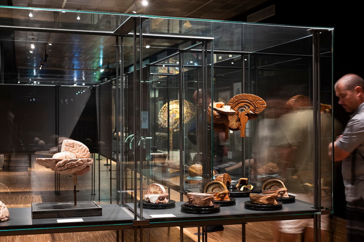 CEREBRO(S), una exposición que nos adentra en las dimensiones humanas ...